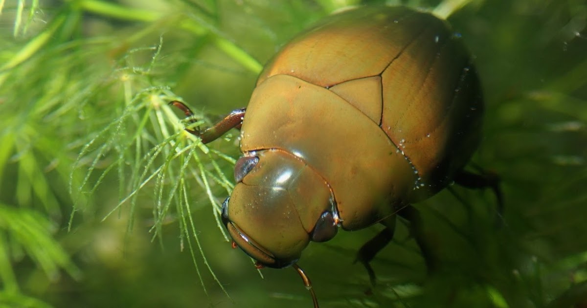 しみじみ牙蟲: ガムシ Hydrophilus acuminatus Motschulsky, 1854