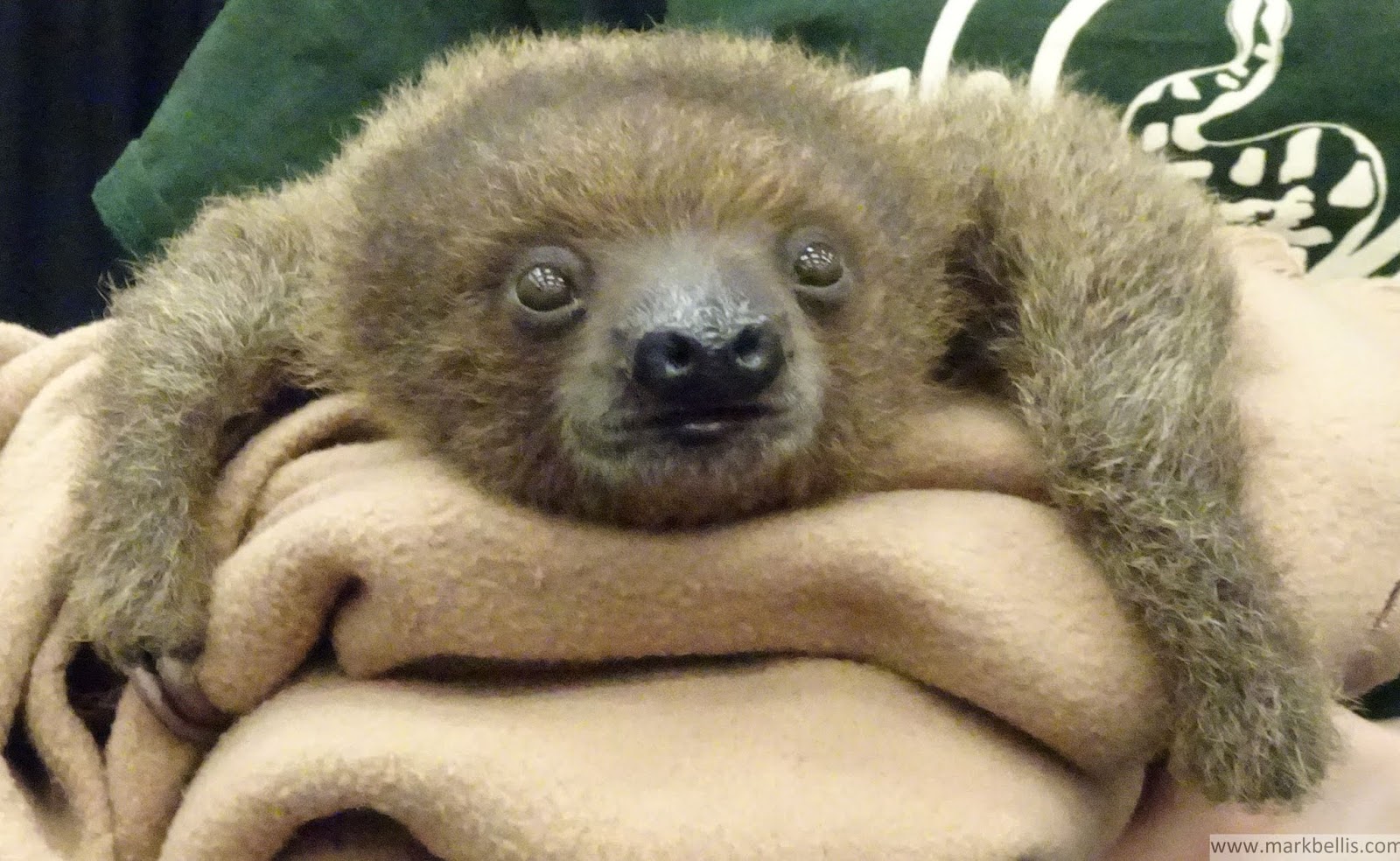 Mark Bellis: Baby two-toed sloth Choloepus and other animals