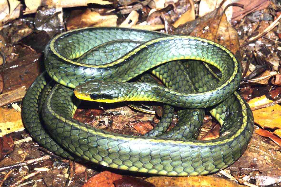 Argentina nativa: Cobra cipó (Chironius bicarinatus)