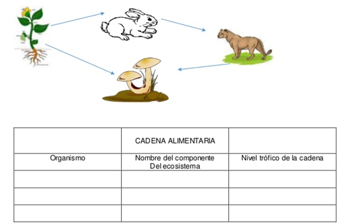 Science Class: Cadena Alimenticia 4°