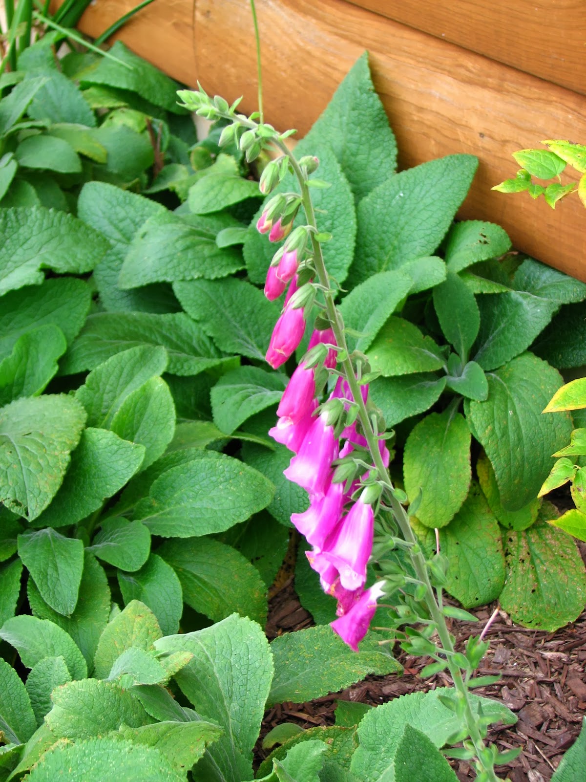 Mermaid At Frog Hollow: Tip toeing with Tootsie Oct 4th