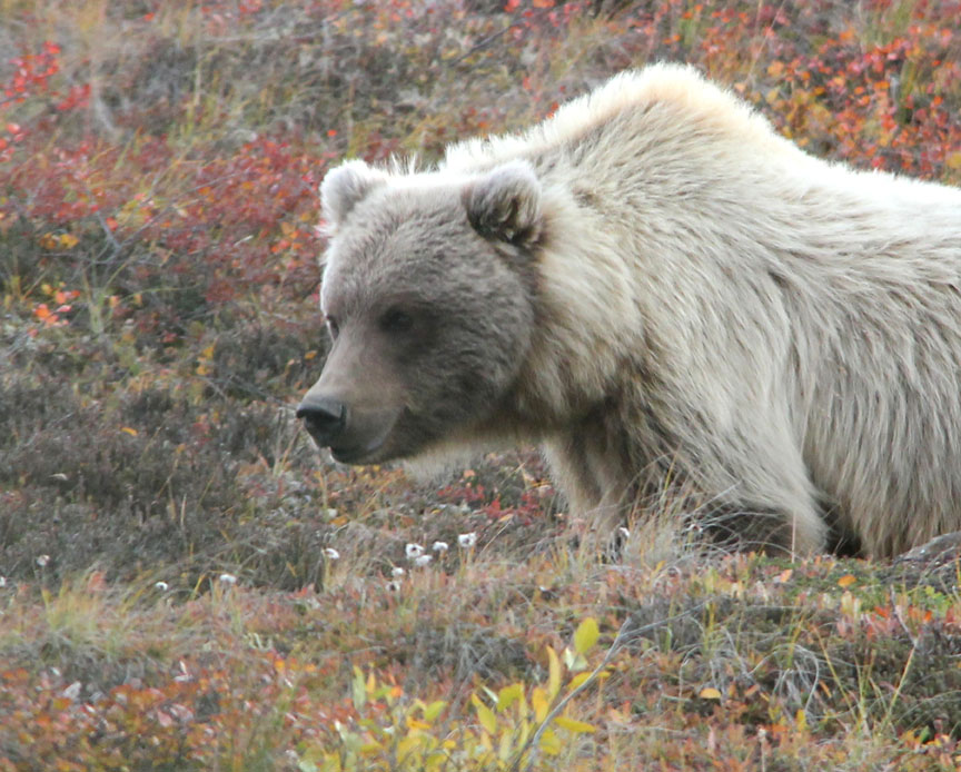 Vickie Henderson Art: Grizzly Bears in Denali National Park
