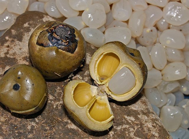 Resep Masakan: Enau Atau Aren Dan Kegunaanya