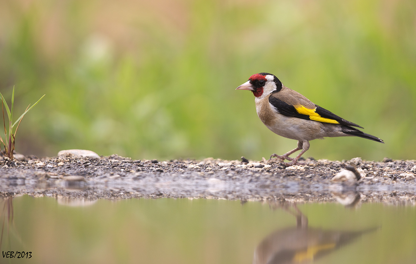 COLORS NATURALS: CADERNERES dedicades a PAKIU