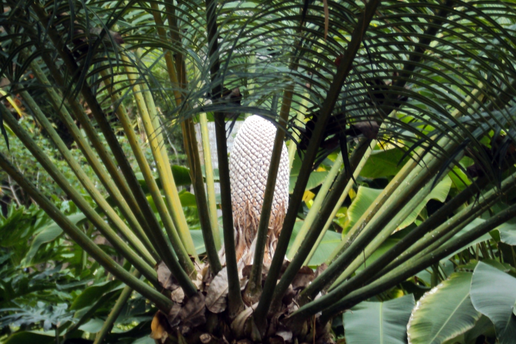 Taxonomia Plantae no Magnoliopsida: Phylum Tracheophyta Clase Cycadopsida