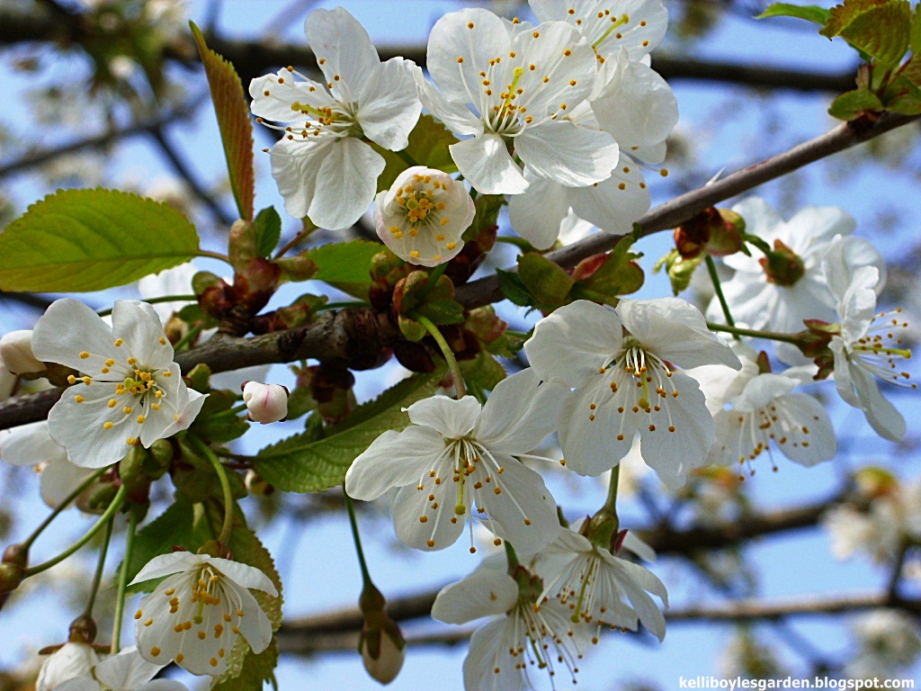 Kelli's Northern Ireland Garden: April 2011
