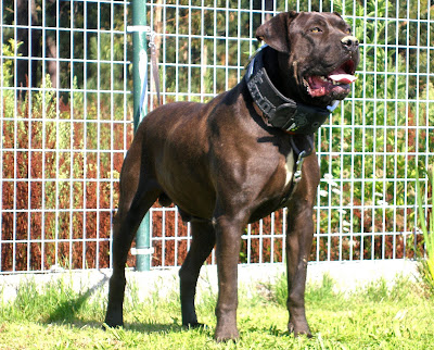 Estandar del Bandog - PerrosGame