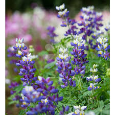 Lupinus mutabilis «chocho» - Id Plantae