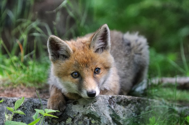 Les bébés animaux trop mignons!