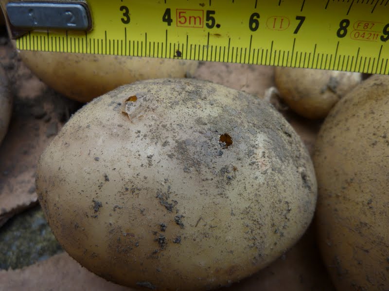 A Gardener's Weather Diary: Potato Damage - Wireworm Perhaps?