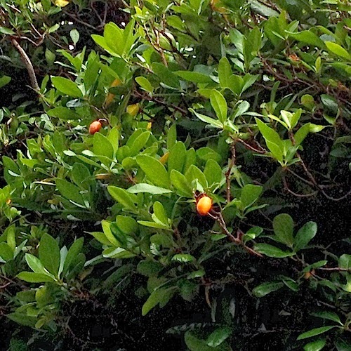 Theobrominated: Fruiting karaka