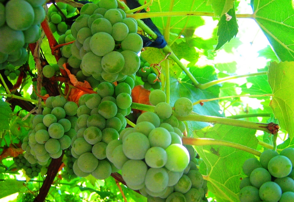 Blind Love: La cules de vie