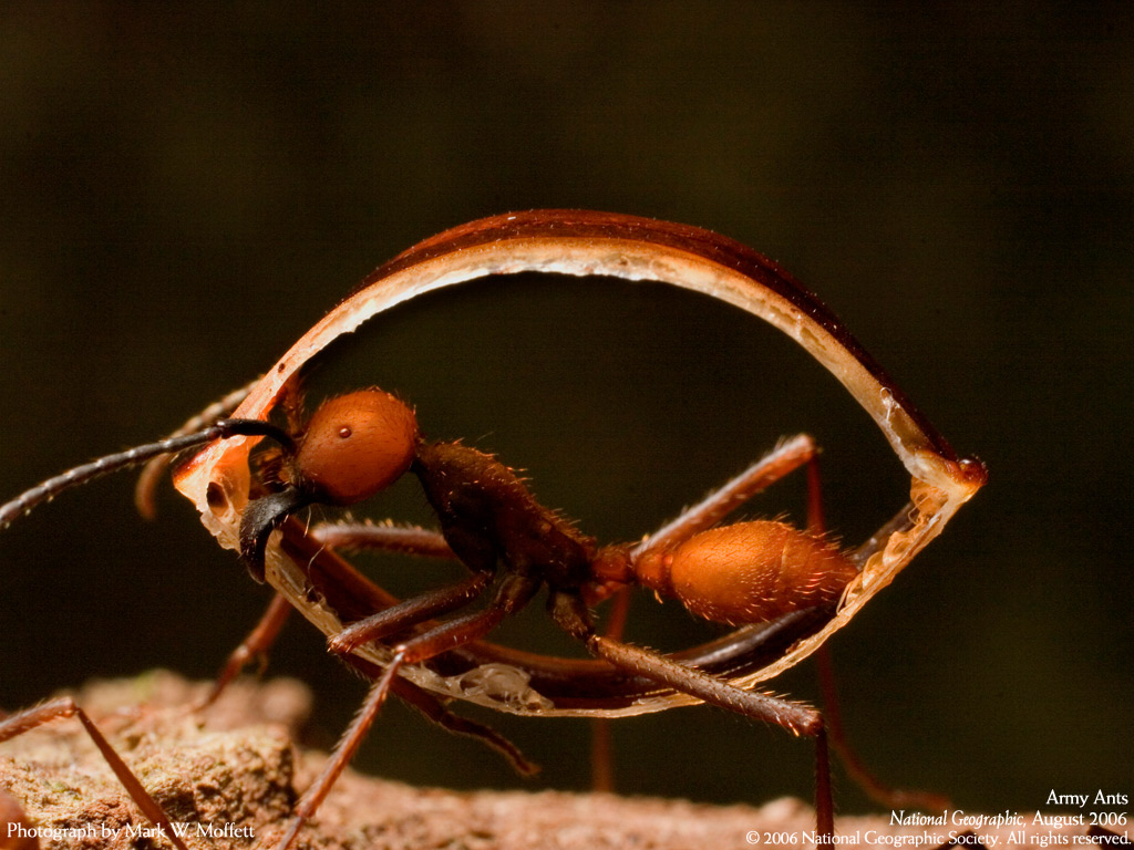 Cool Ant Wallpapers - Ant Pictures | Animal Wallpapers