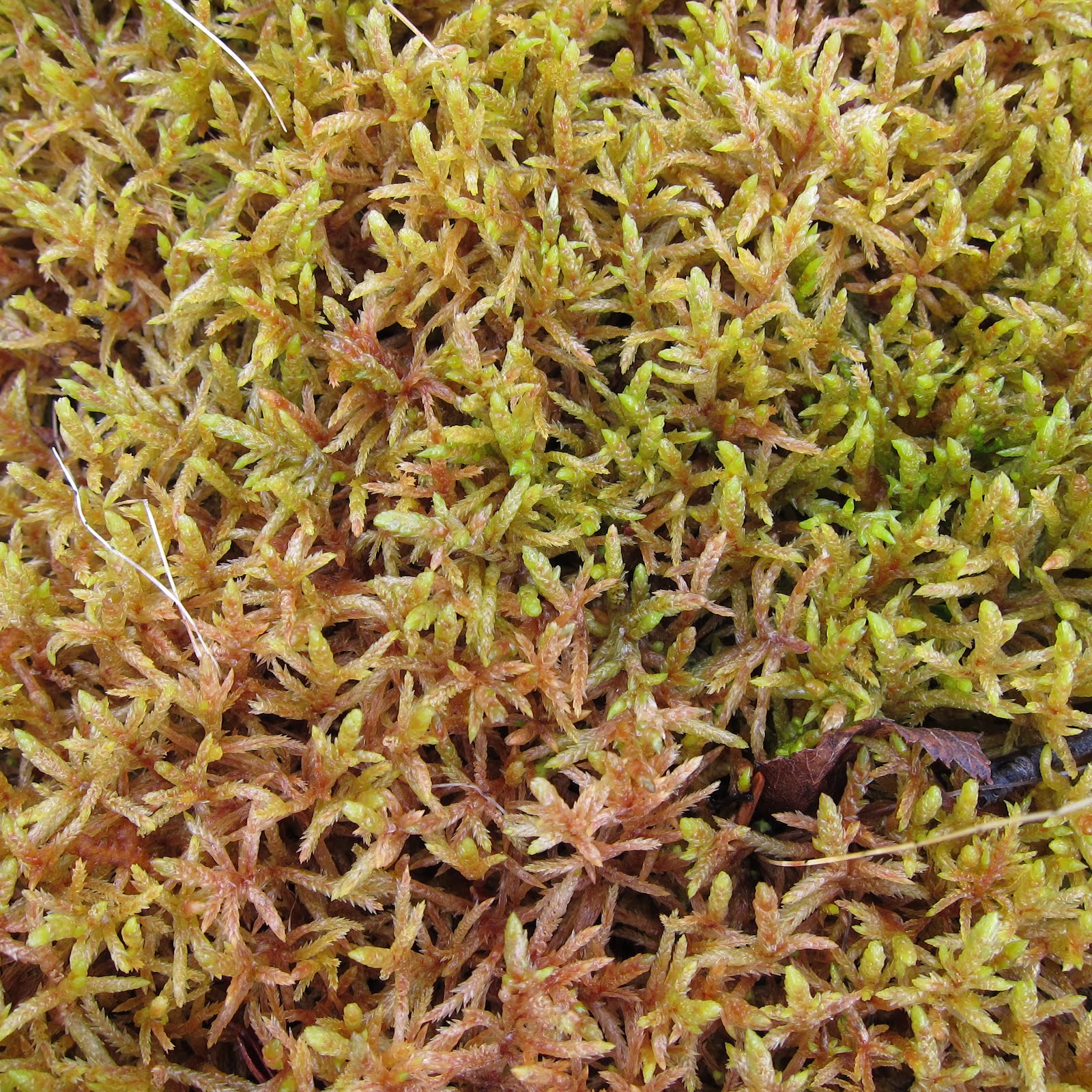 Bryophytes of Central and Northern Europe: Pleurozium schreberi