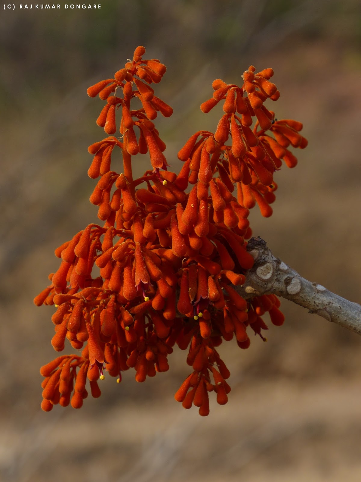 वनधन सह्याद्रीचे: Flowers: Bonfire Tree | Kaushi - कौशी | Sterculia ...