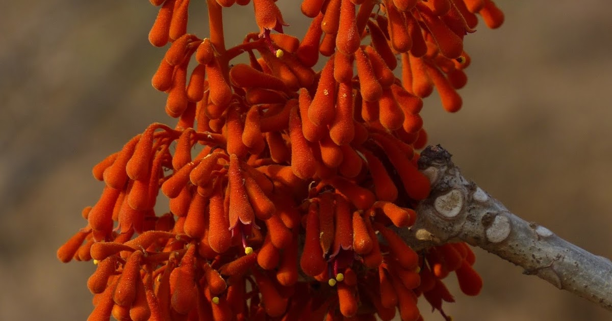 वनधन सह्याद्रीचे: Flowers: Bonfire Tree | Kaushi - कौशी | Sterculia ...