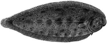 Fichas de Peces: Synaptura lusitanica