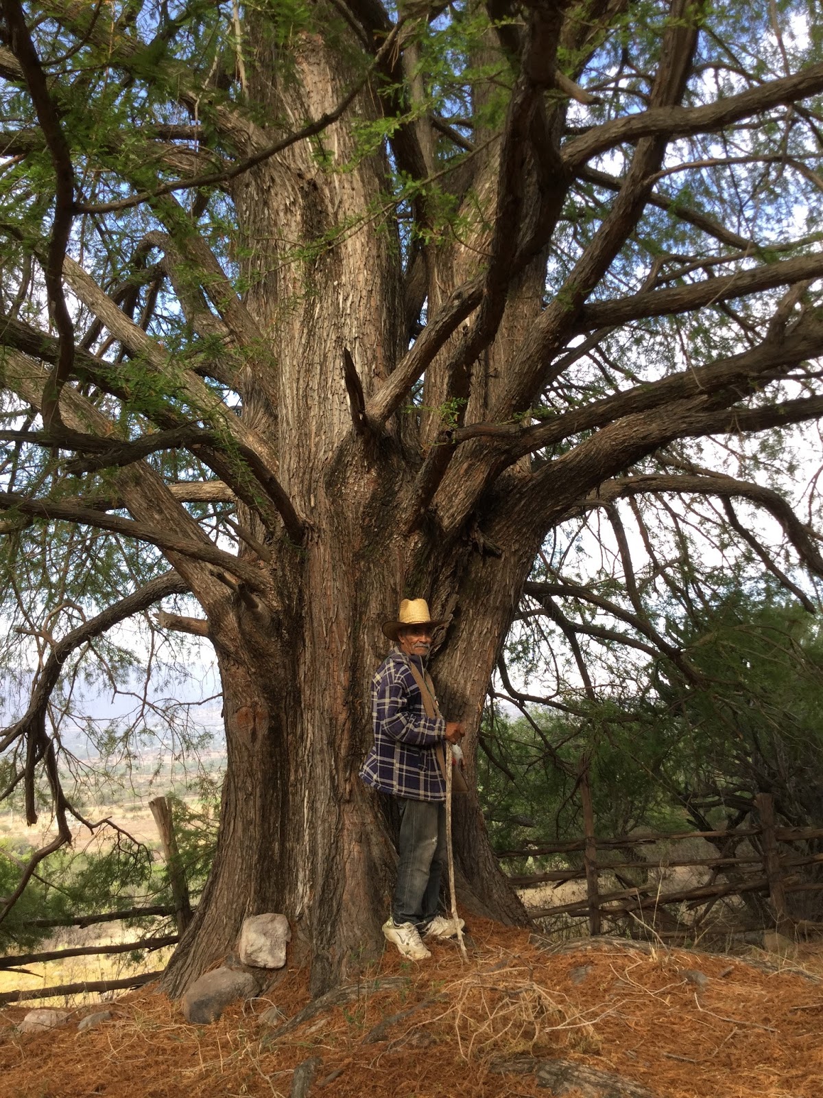 VENERABLES ÁRBOLES : El sabino de Tepetitlán