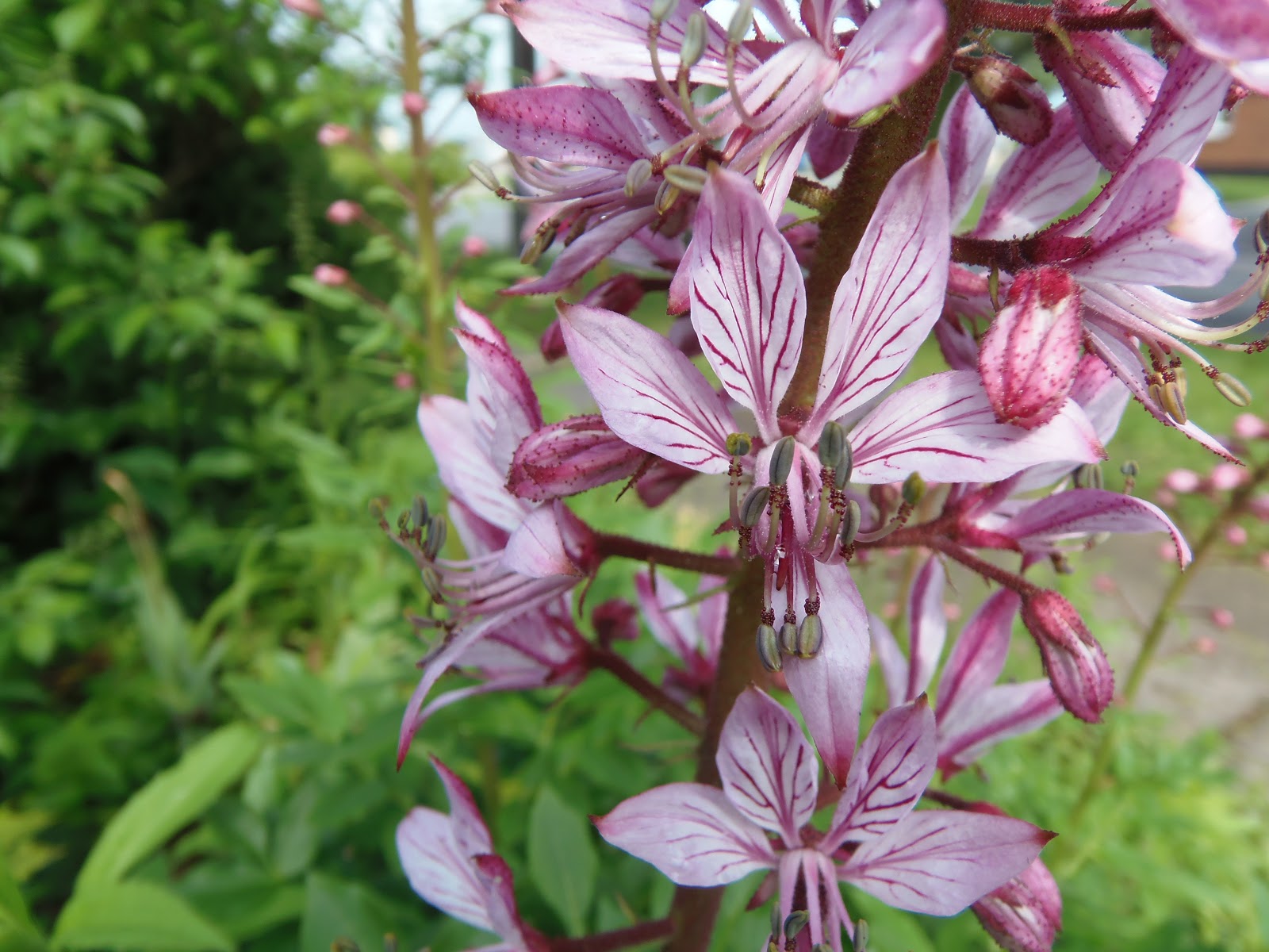 Faeries and Fibres: Another teacup pincushion