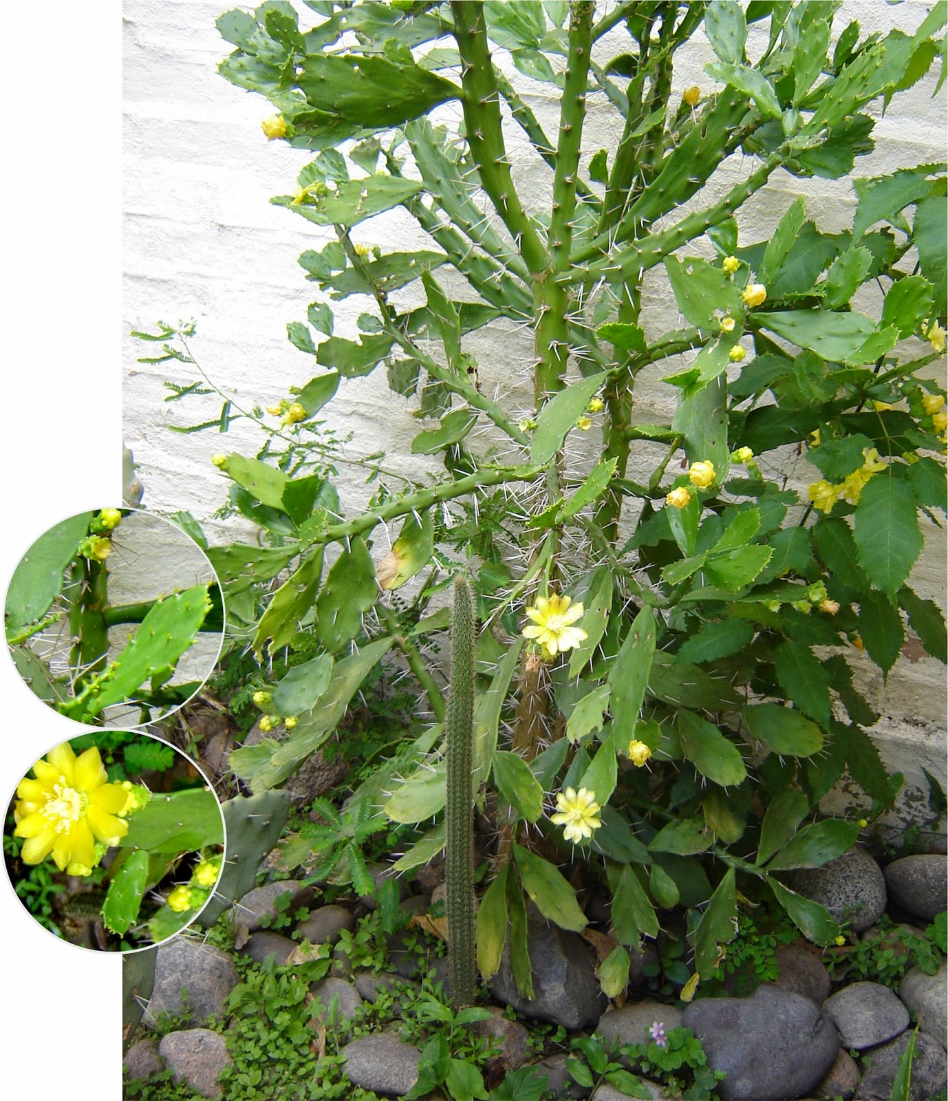 tutuna mituna: Brasilopuntia / Tuna arbórea