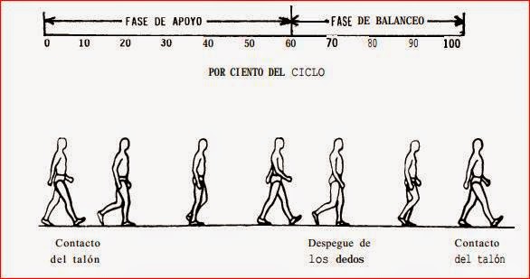 La Marcha Humana: Ciclo de la Marcha