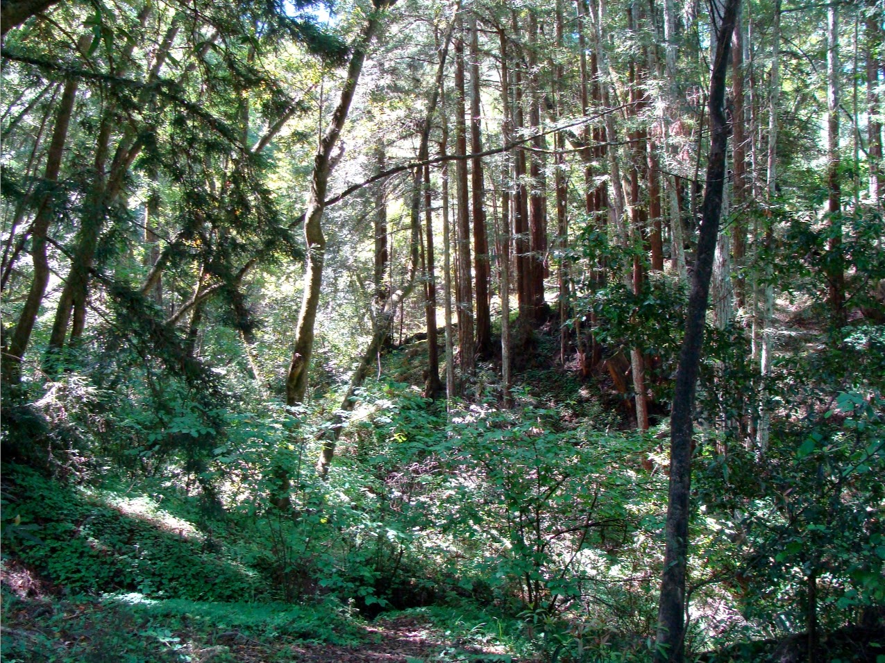 Oh, by the way...: Redwood Holiday