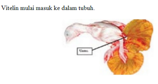 Embriologi Selalu DIhati: PERKEMBANGAN EMBRIO AYAM