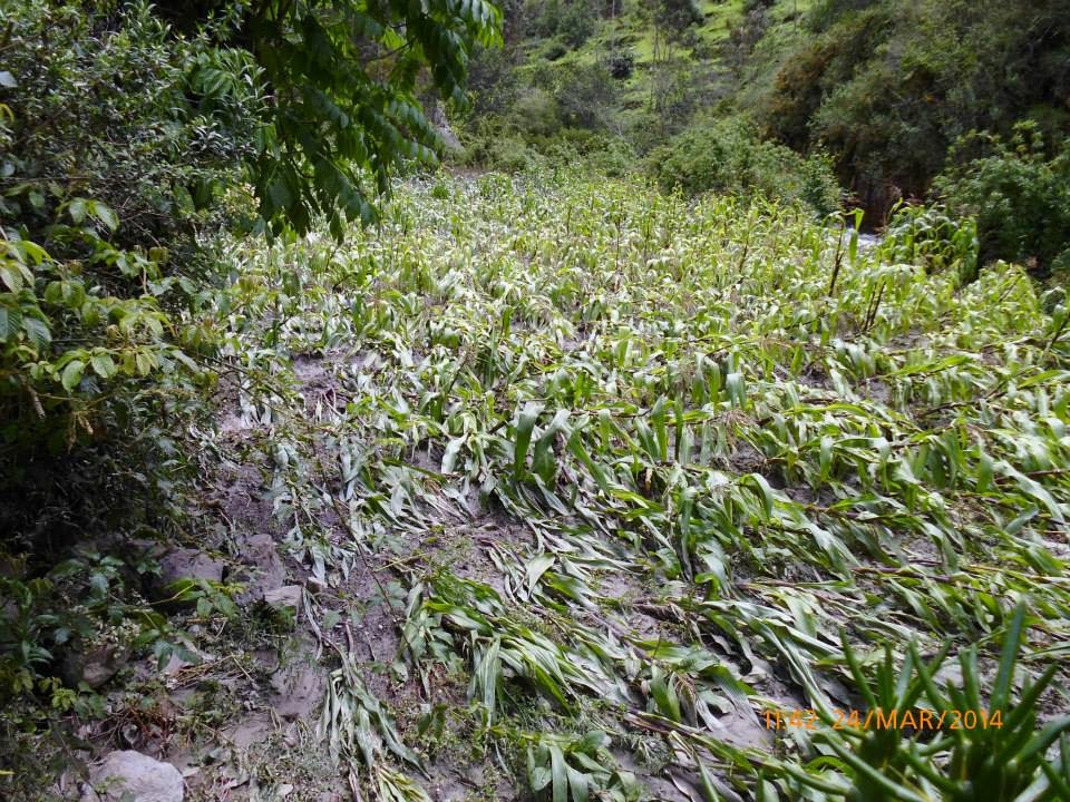 Agro JunÍn Adversidades Climáticas Afectaron Más De 3 Mil Has De