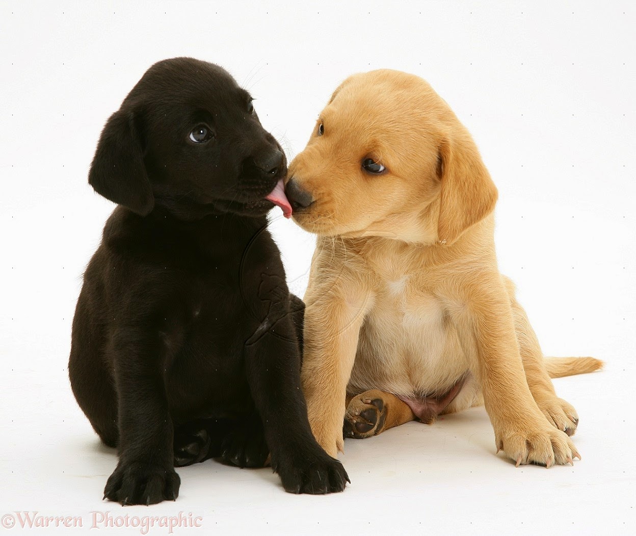 Labrador retriever | WIKI PERROS