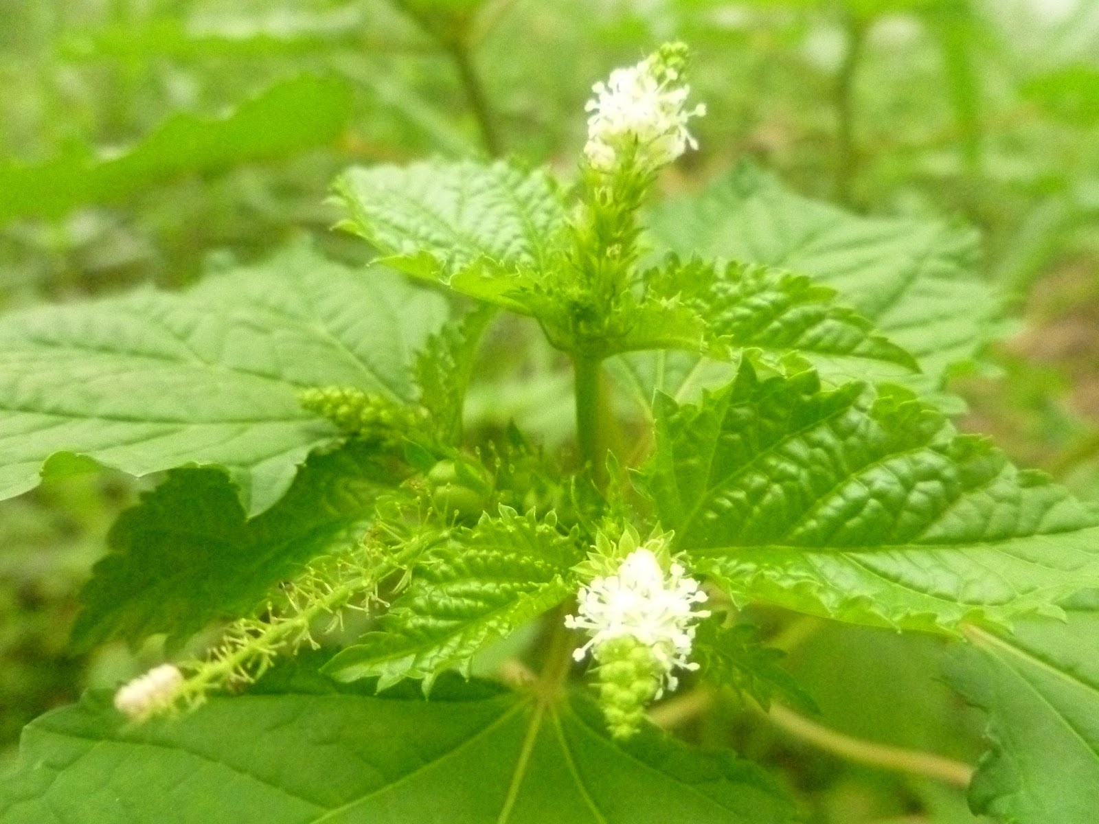 My Sweet Memory: BUNGA RUMPUT