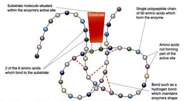 A Level Notes AQA: Biological Molecules: - Enzyme Action