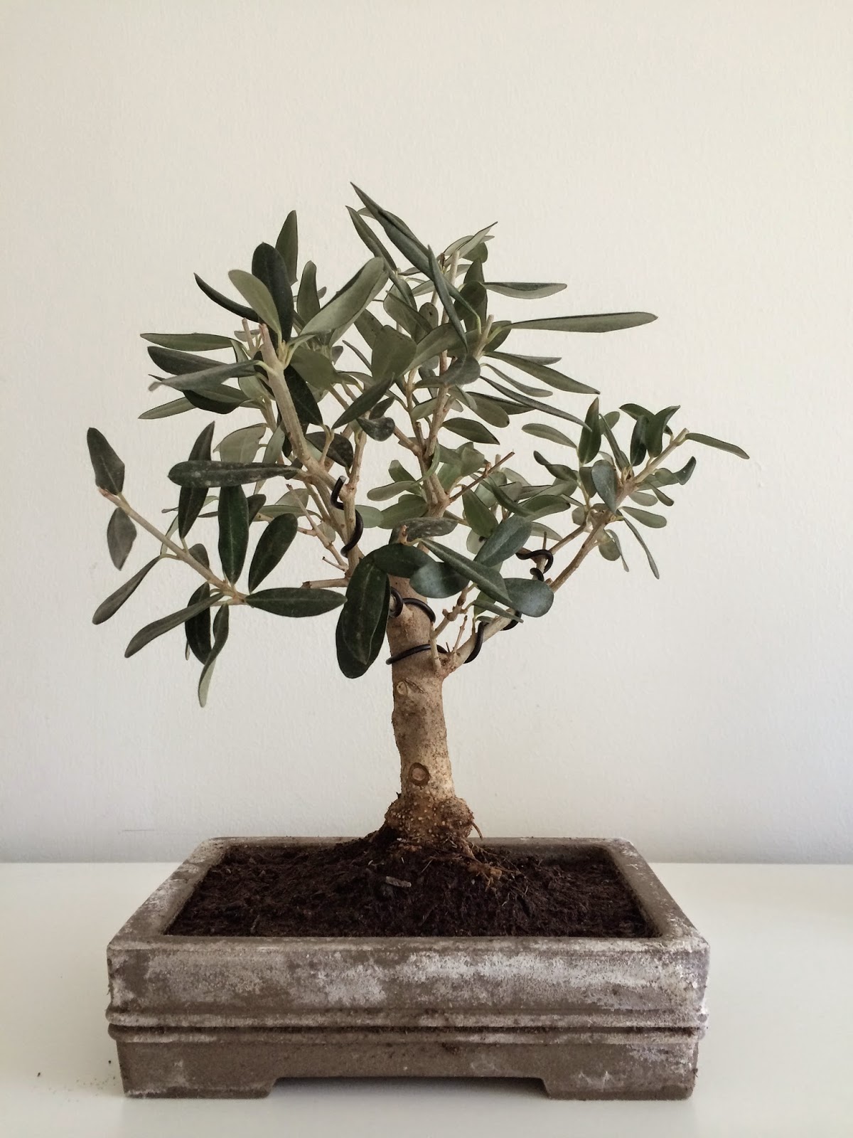 NORDIC NEBARI by Kenneth Olsen: Cheap Olive bonsai...