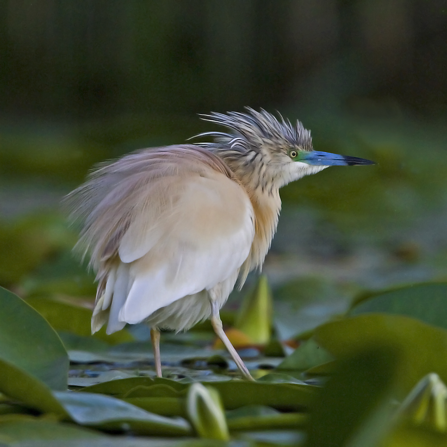 PETER'S PORTFOLIO..............Bird & Wildlife Photography: Squacco Heron