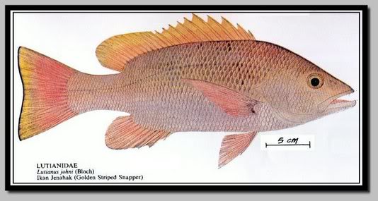 KAKI PANCING: Info Ikan