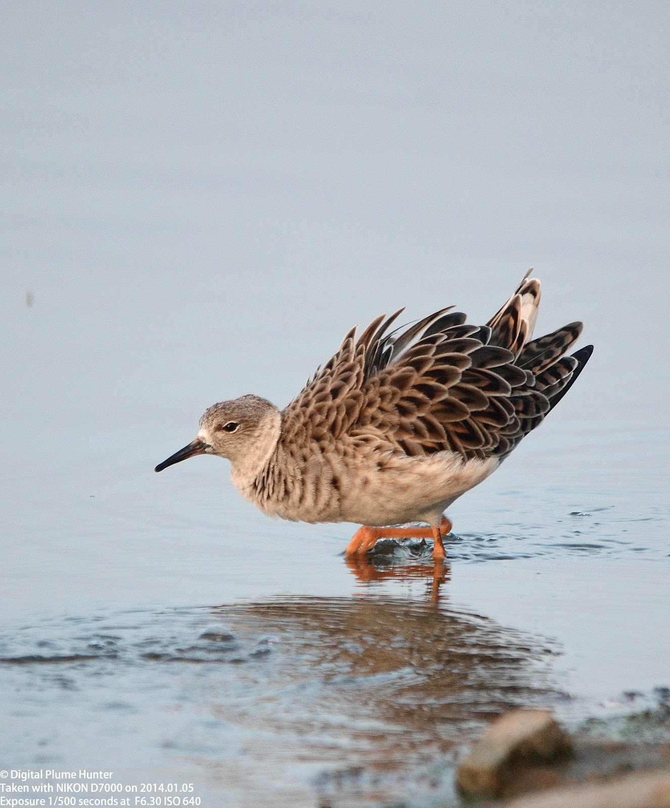 Hunting Digital Plumes in the US and Beyond: Birding the Extraordinary ...
