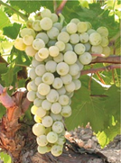 Fringe Wine: Grillo - Sicily, Italy