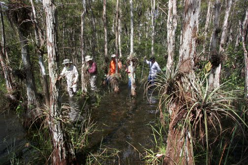 Photo Journal: MONDAY - Labor Day Weekend Muck-About (Swamp Walks)