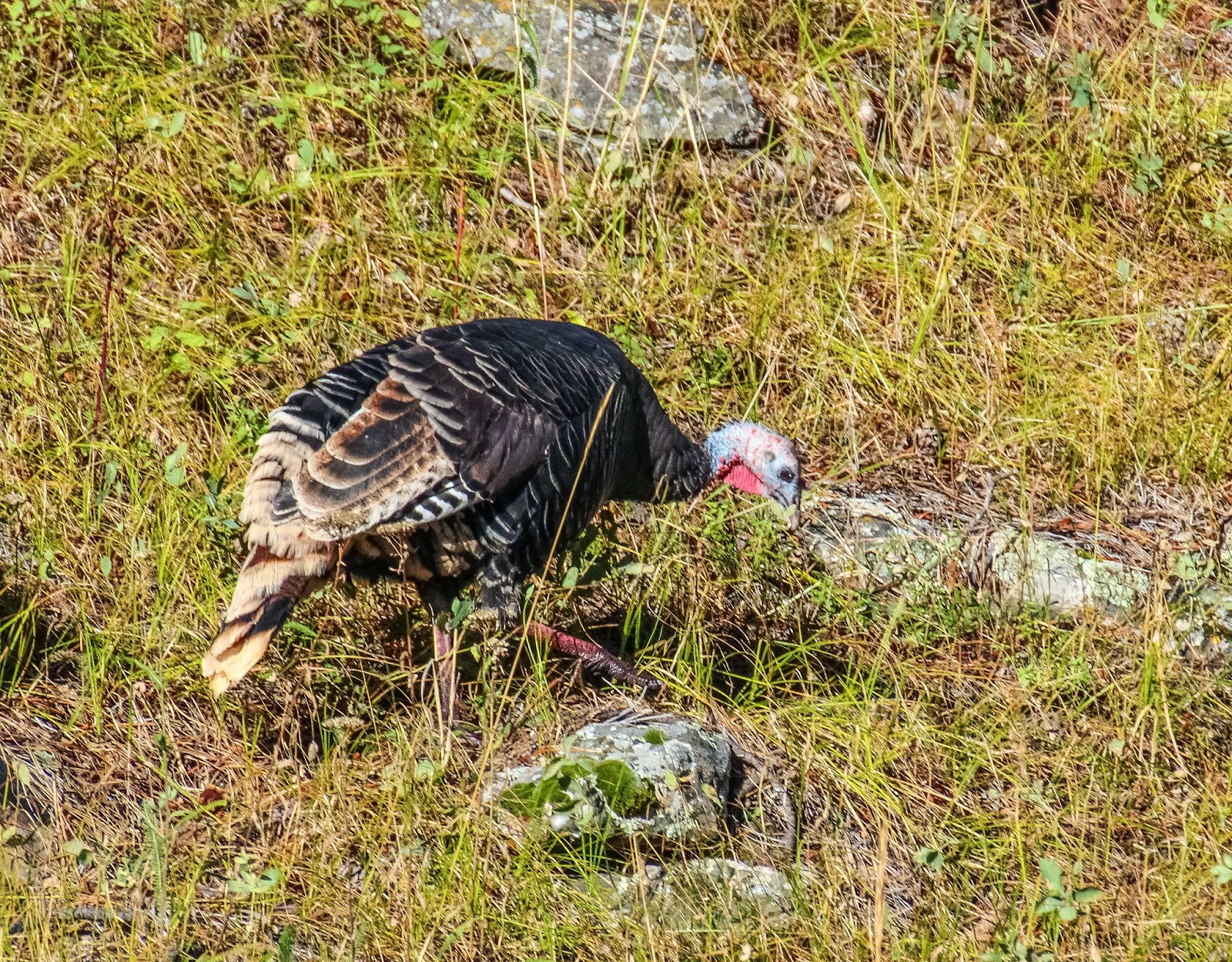 Cannundrums: Merriam's Wild Turkey