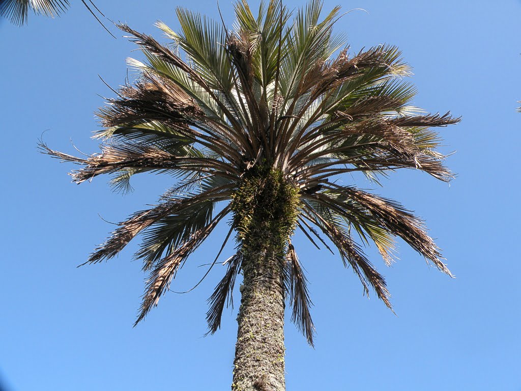 Uruguay's wildlife & Natural sanctuaries - Santuarios naturales & flora ...