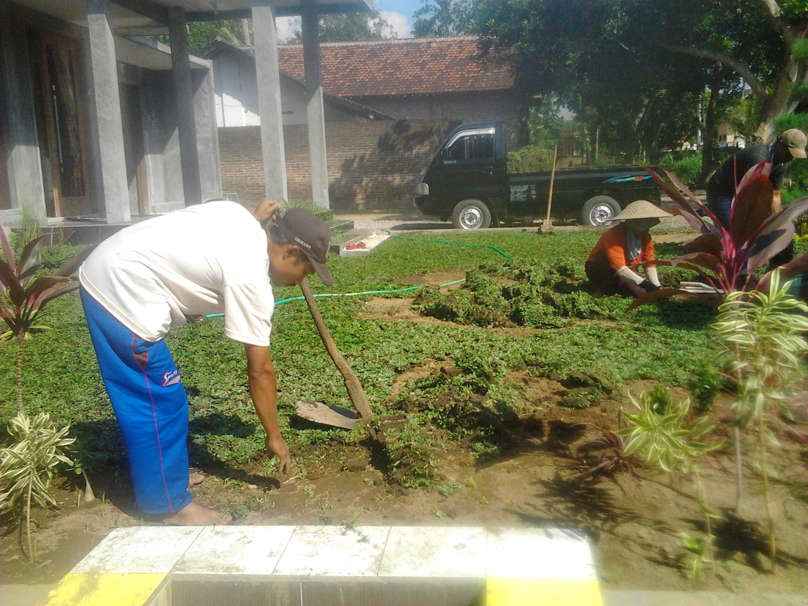 CARA MENANAM dan MERAWAT RUMPUT GAJAH MINI BESERTA HARGA RUMPUT GAJAH ...
