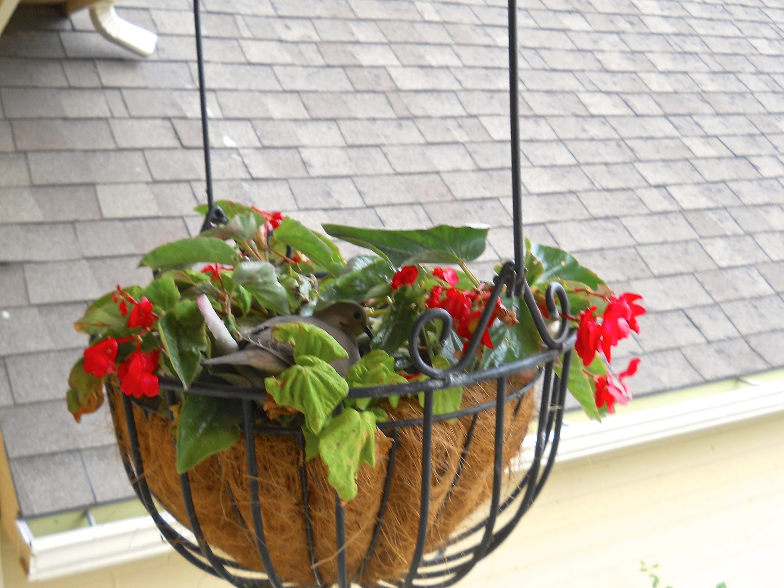 A Kansas Prairie Garden: Setbacks