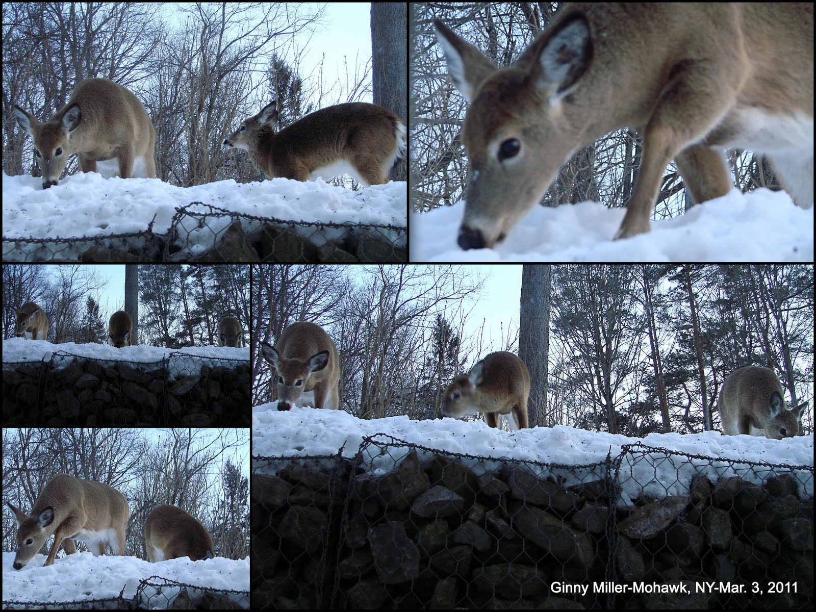 Photography By Ginny: March 3, 2011 Wildlife Outside My Window