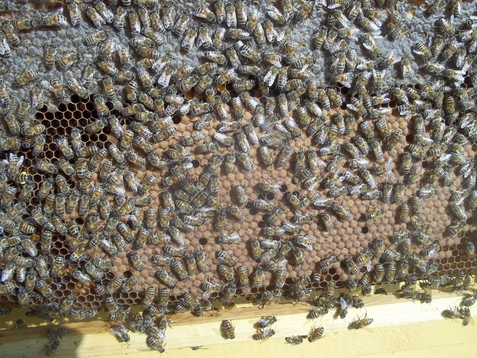 LE API E L'APICOLTURA - APIMANIA: Immagini di favi e covata