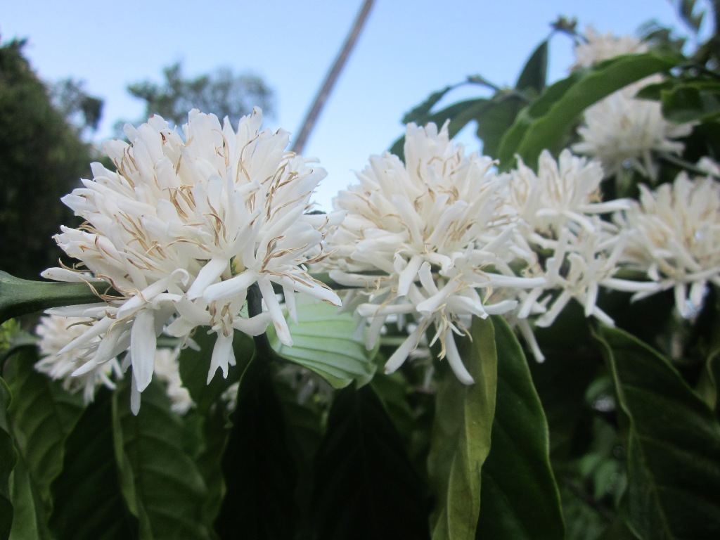 BEAUTIFUL PICTURES: Coffee Flower