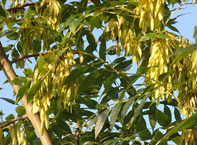 ALGUNOS FRUTOS SILVESTRES