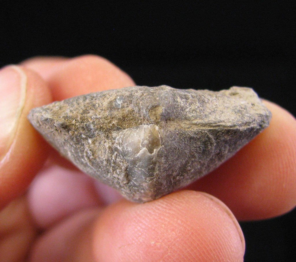 Views of the Mahantango: Athyris amanshauseri brachiopod from Sötenich ...