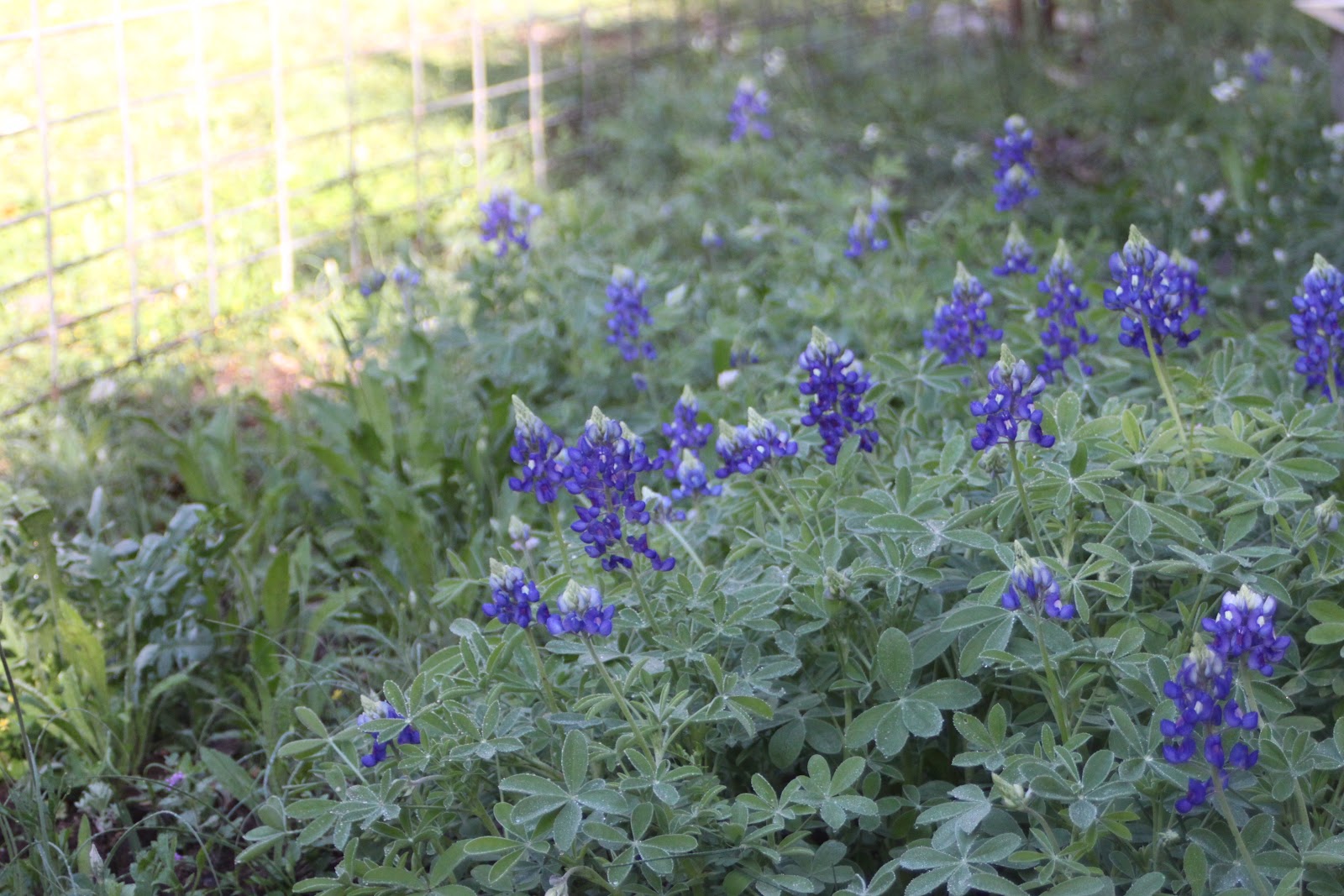 Rock-Oak-Deer: Growing Texas Bluebonnets from Seed