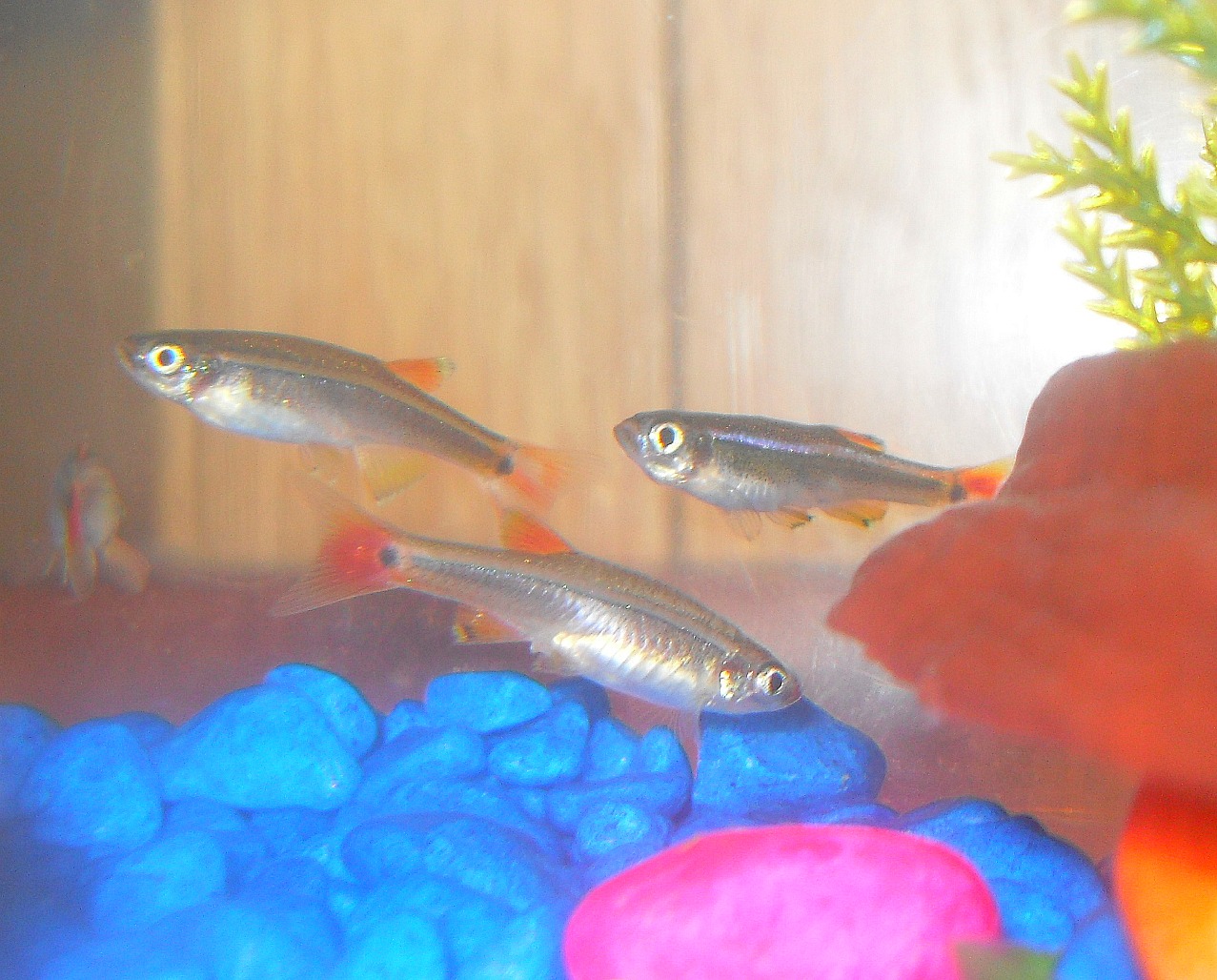 Acua Fría: El Neón Chino