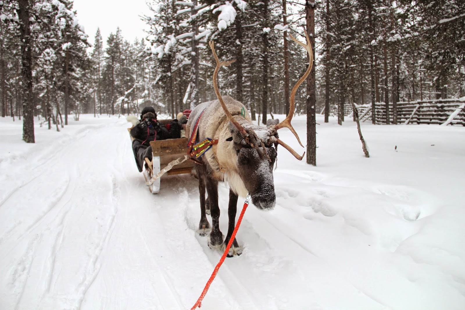 Jamie: Reindeer Sleigh Ride in the Woods