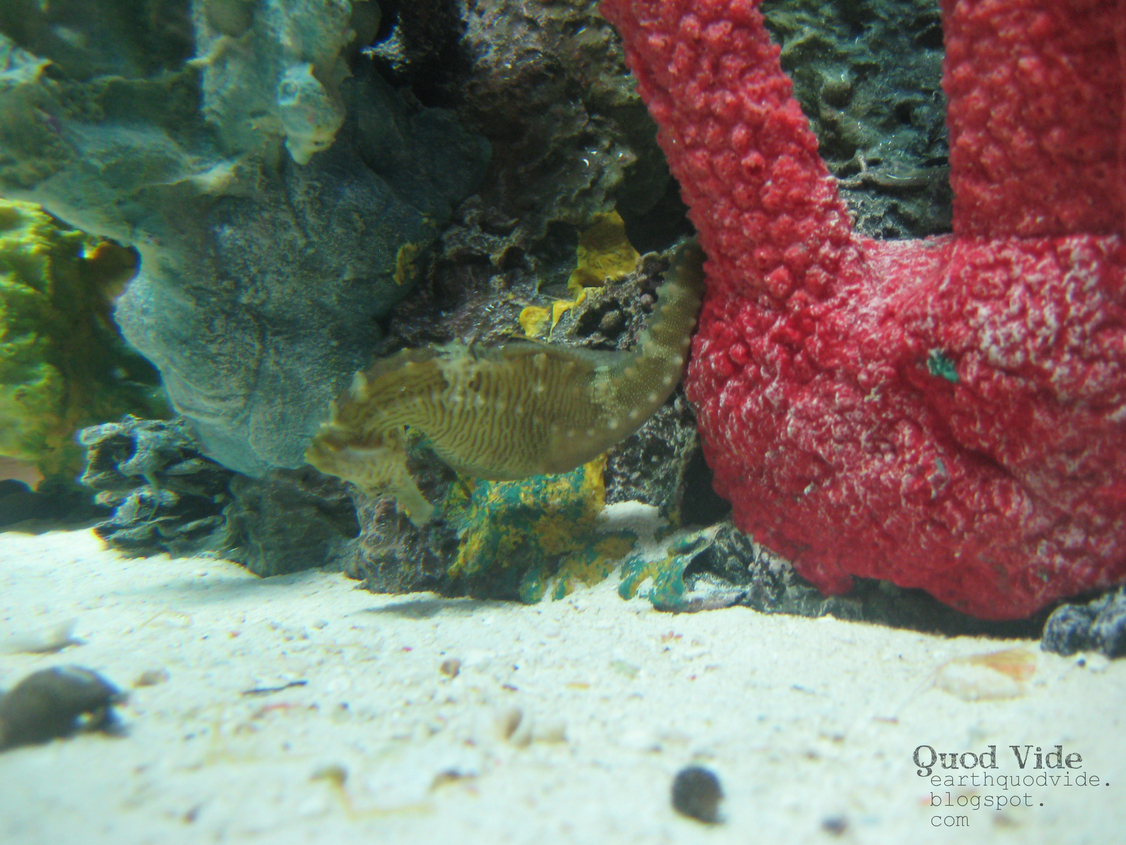 Quod Vide: Minnesota is Epic (Expanded Version)